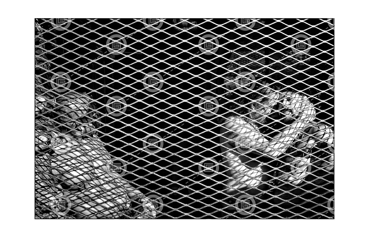 Folsom Street Caged Men Three 2017 - Photos by Gooch